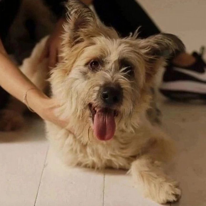 Люся в добрые руки