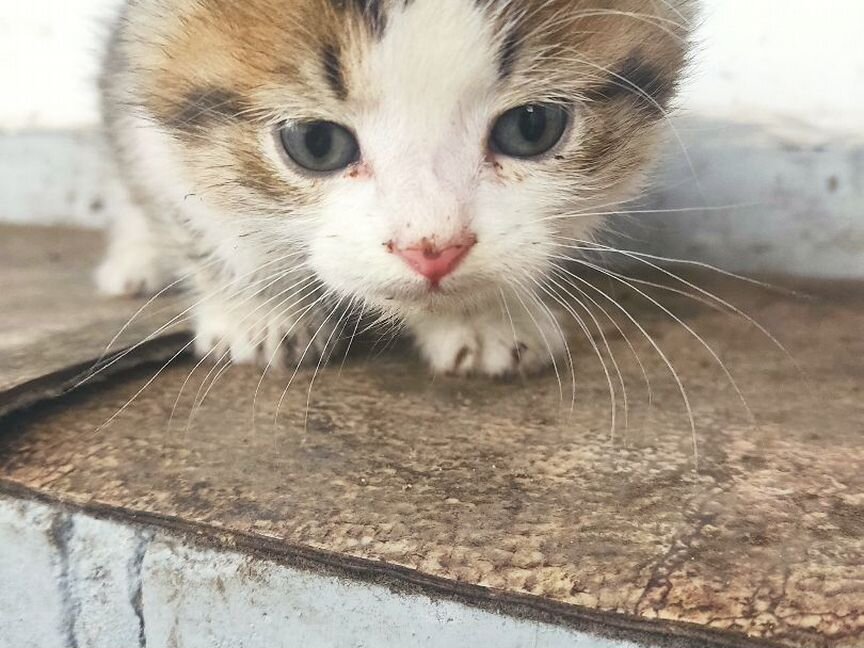 Котята бесплатно, 1,5месяца кот и кошка