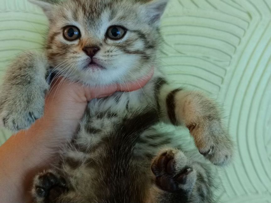 Шотландские котята, шикарные