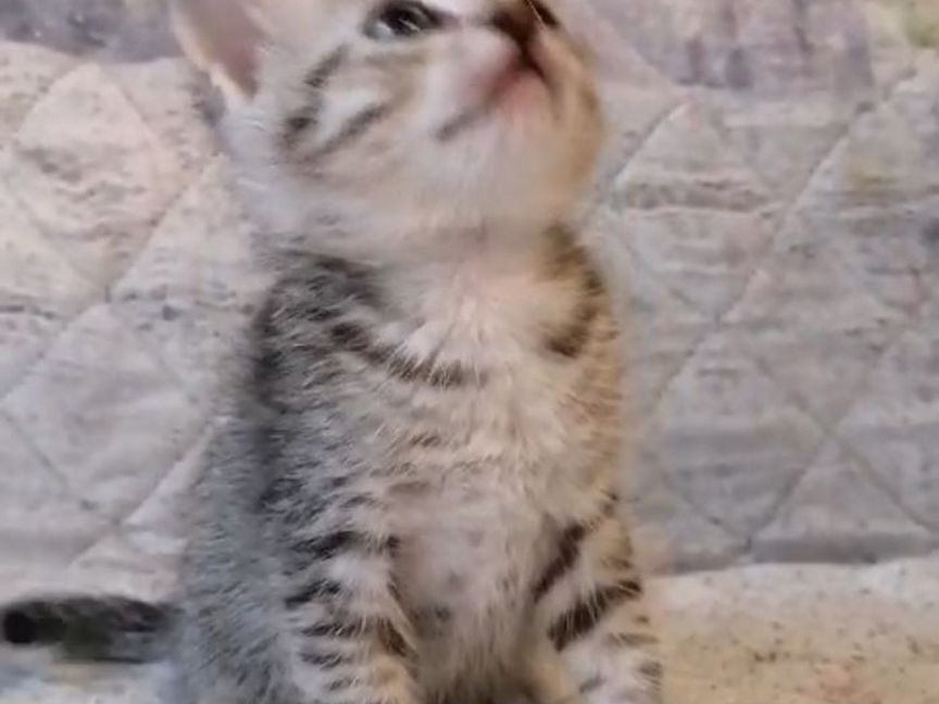 Котята от сиамской кошечки