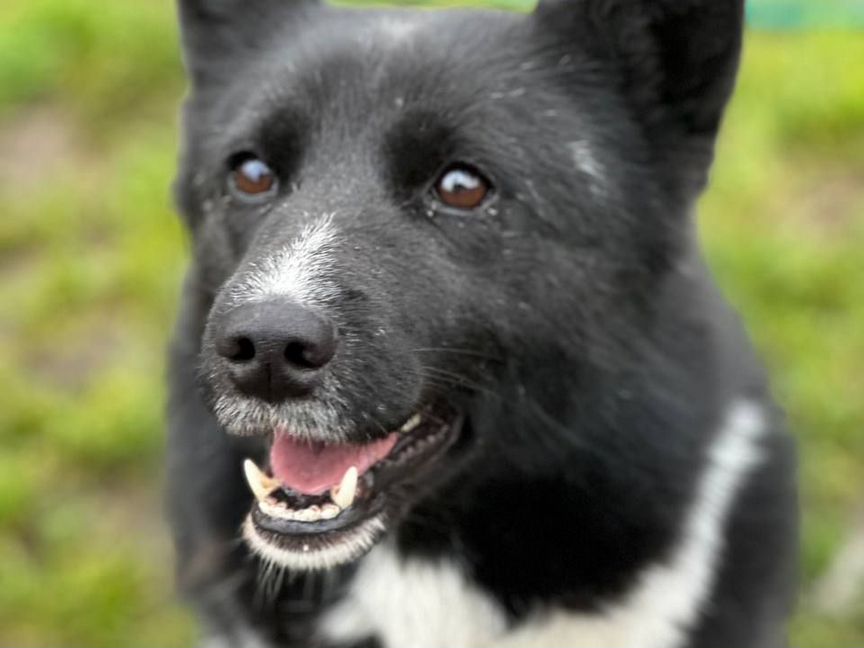 Руско европейския лайка