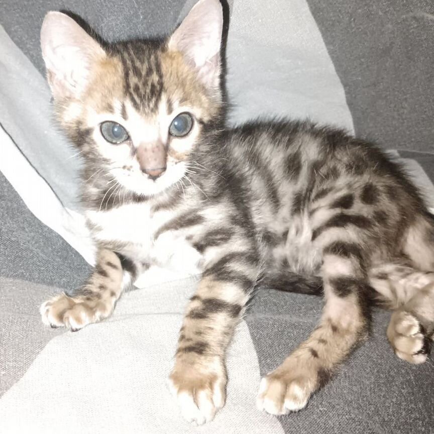 Бенгальская кошечка