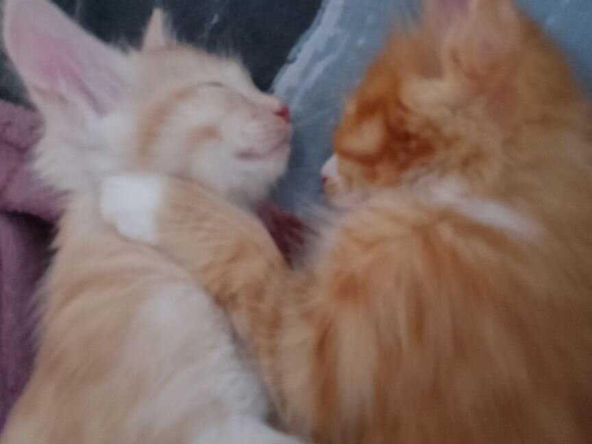 Продам мейкунят