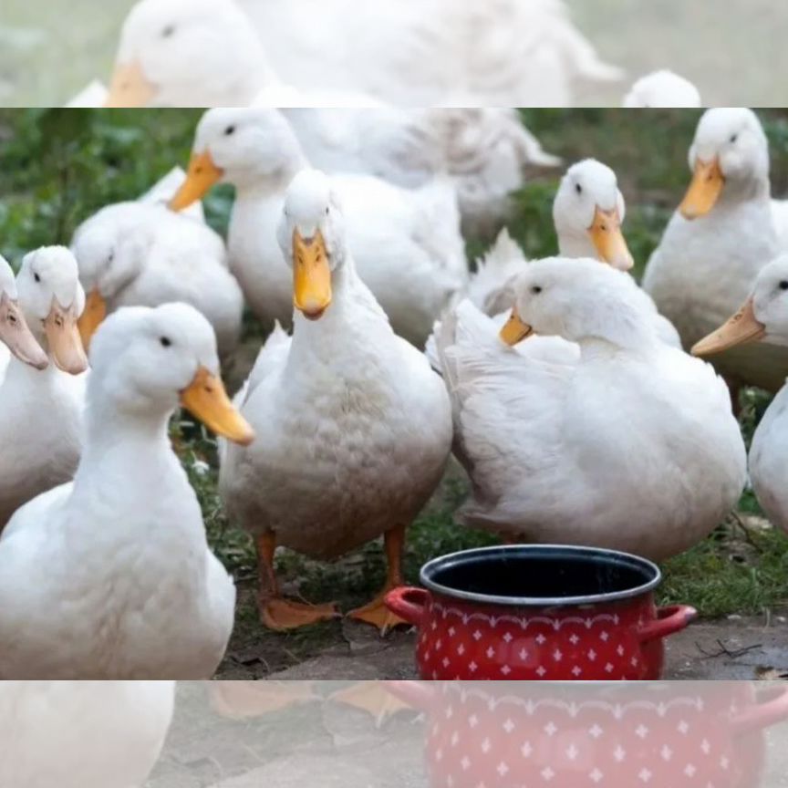 Утки белые домашние
