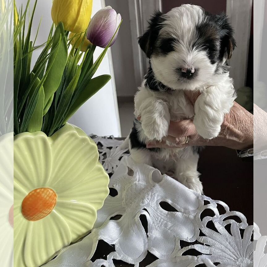 Йоркширский терьер, щенок