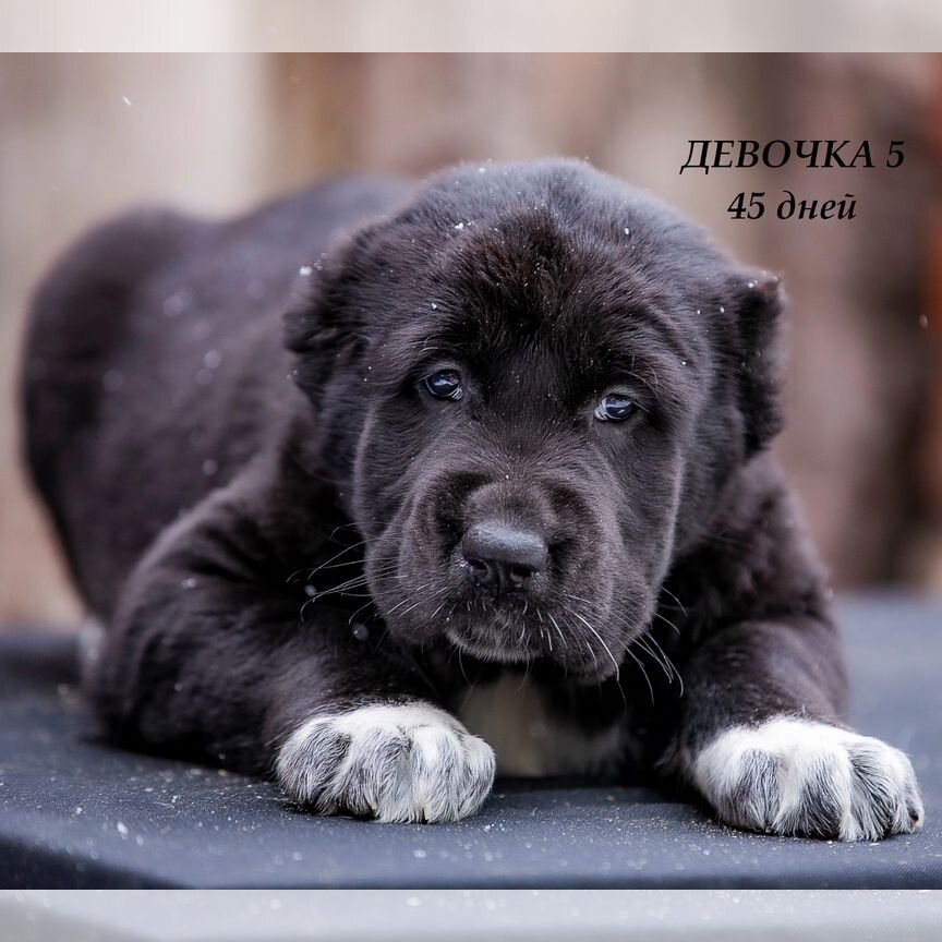 Азиаты с документами РКФ
