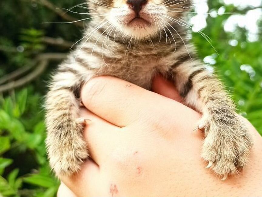 Котёнок-ребенок