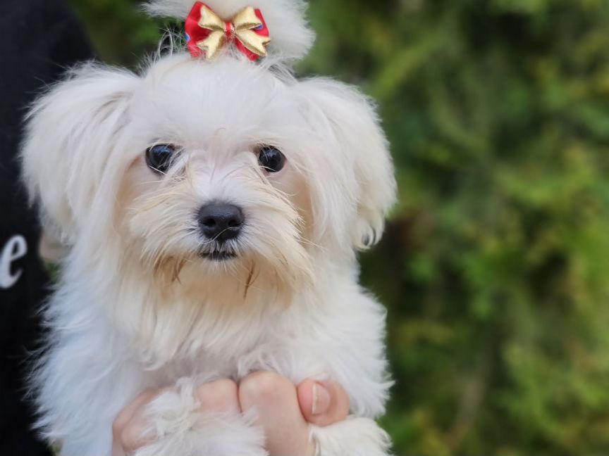 Мальтийская болонка мини