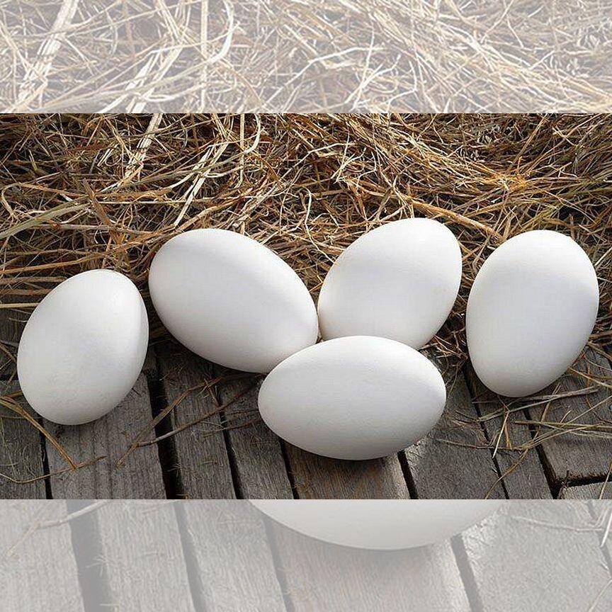 Яйцо гусиное на инкубацию