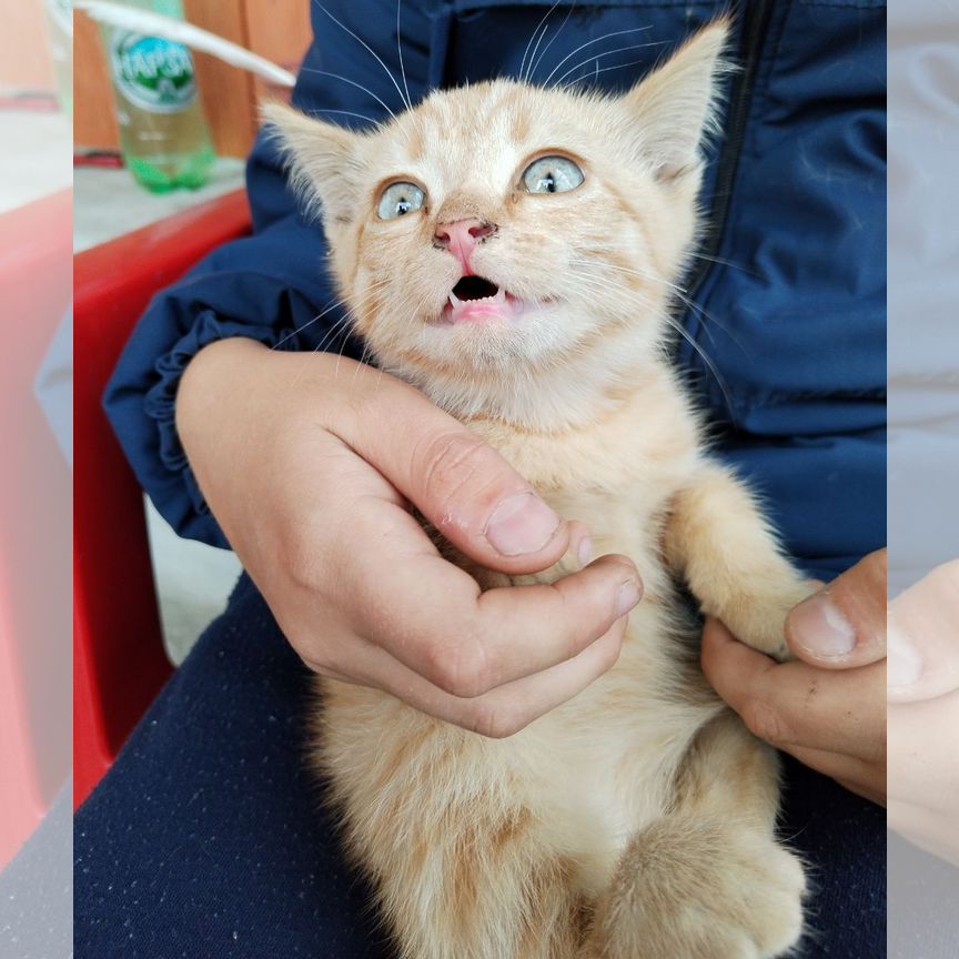 Отдам кота в добрые руки