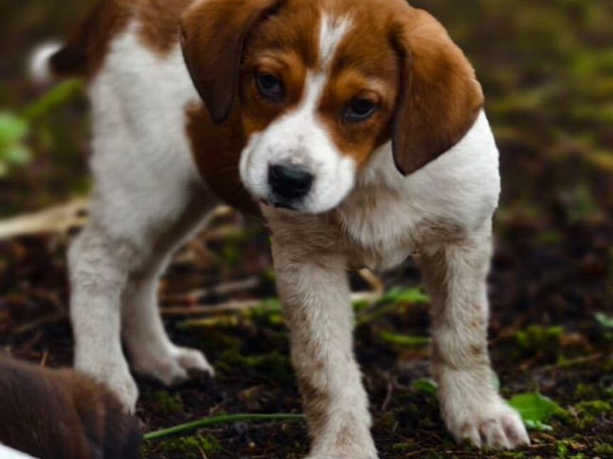 Щенки 1.5 мес