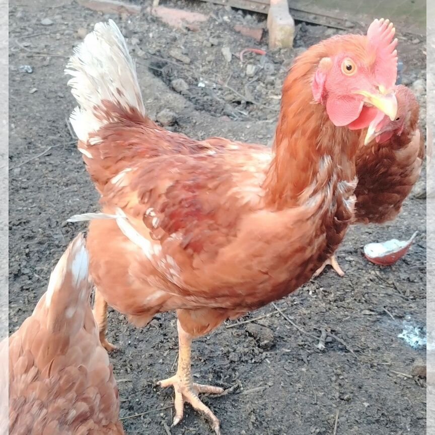 Молодые петушки