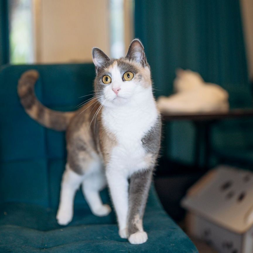 Трехцветная кошка Мая в добрые руки
