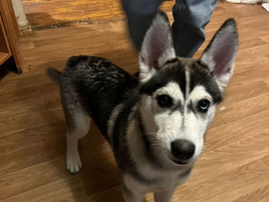 Сибирский хаски