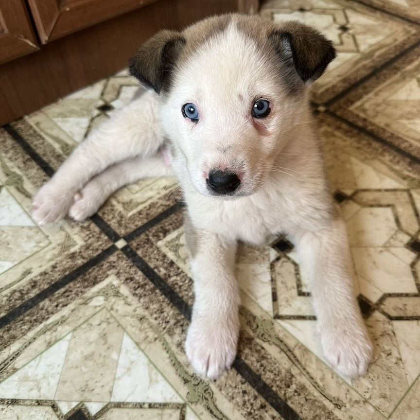 Щенок ищет дом