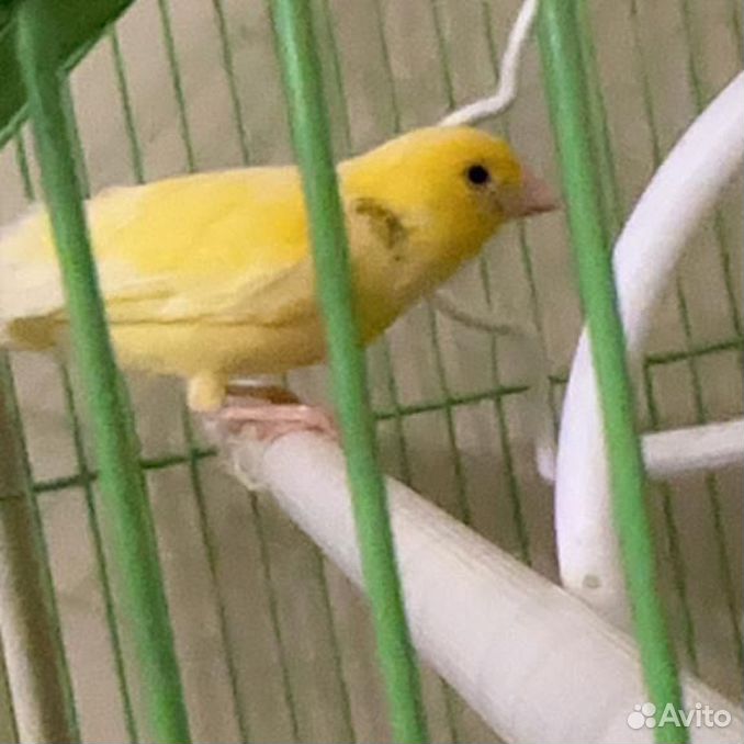 Домашняя канарейка