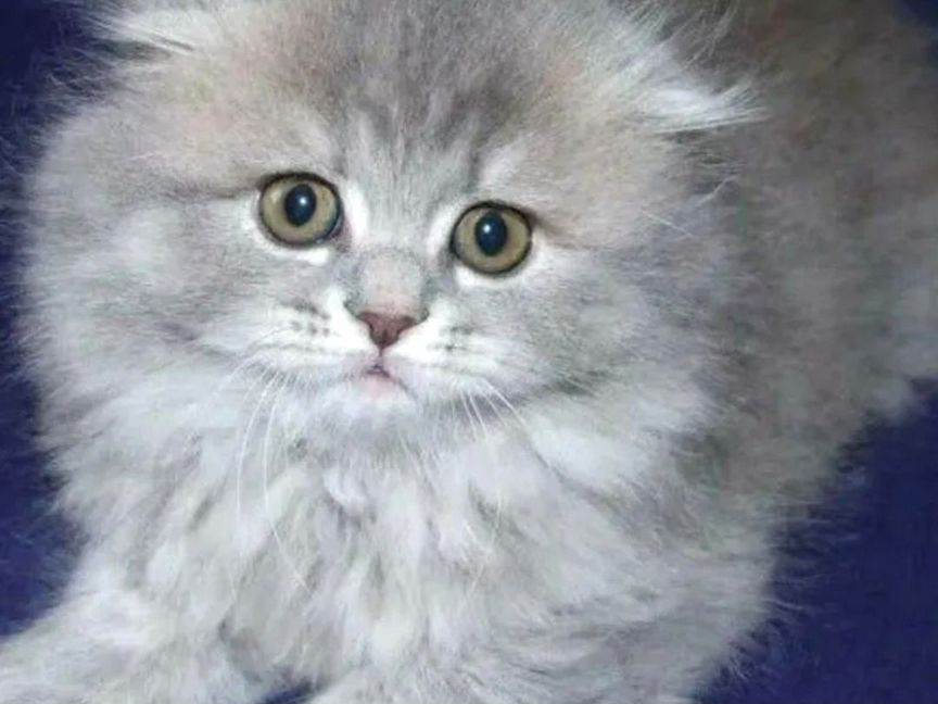 Вислоухие Мишки) Хайденд Фолд