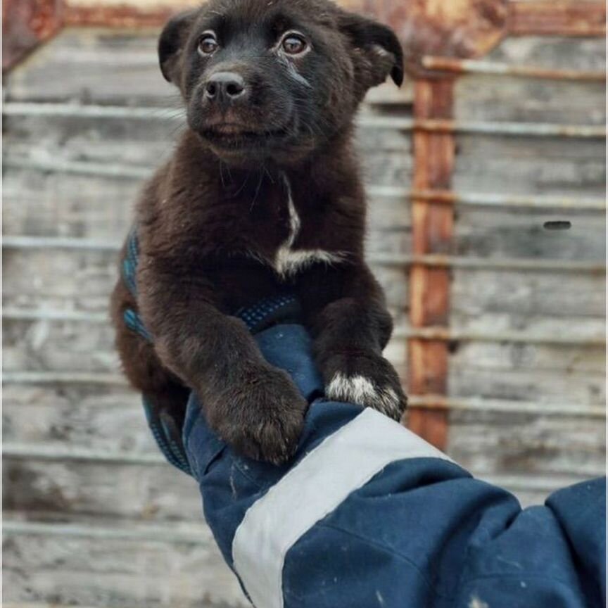 Щенок в добрые руки