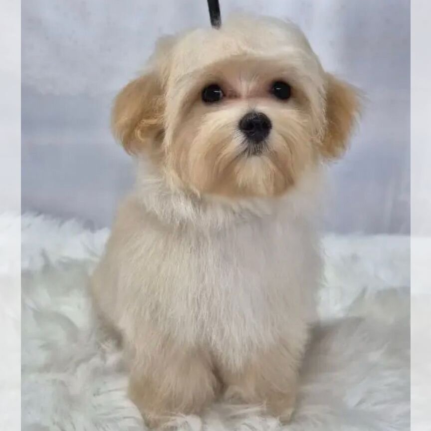 Мальтипу, щенок