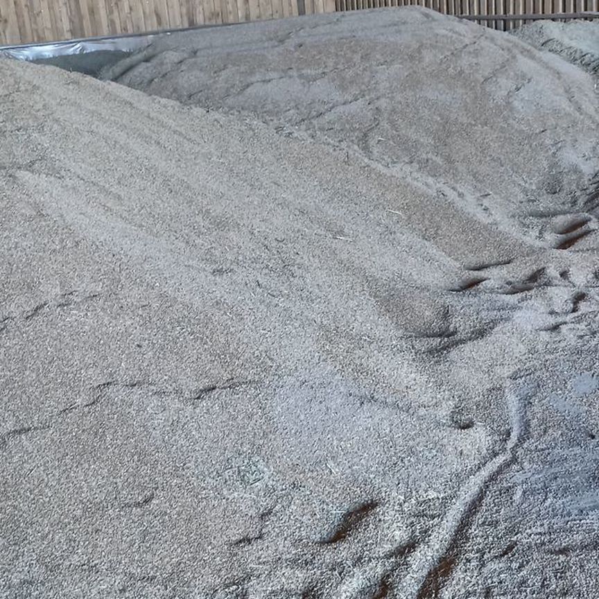 Зерно пшеница оптом