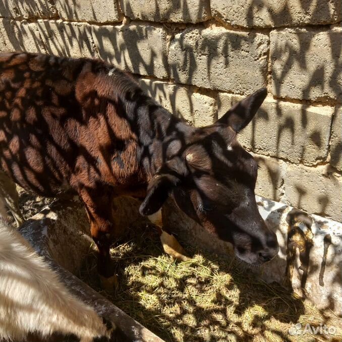 Телята бычки