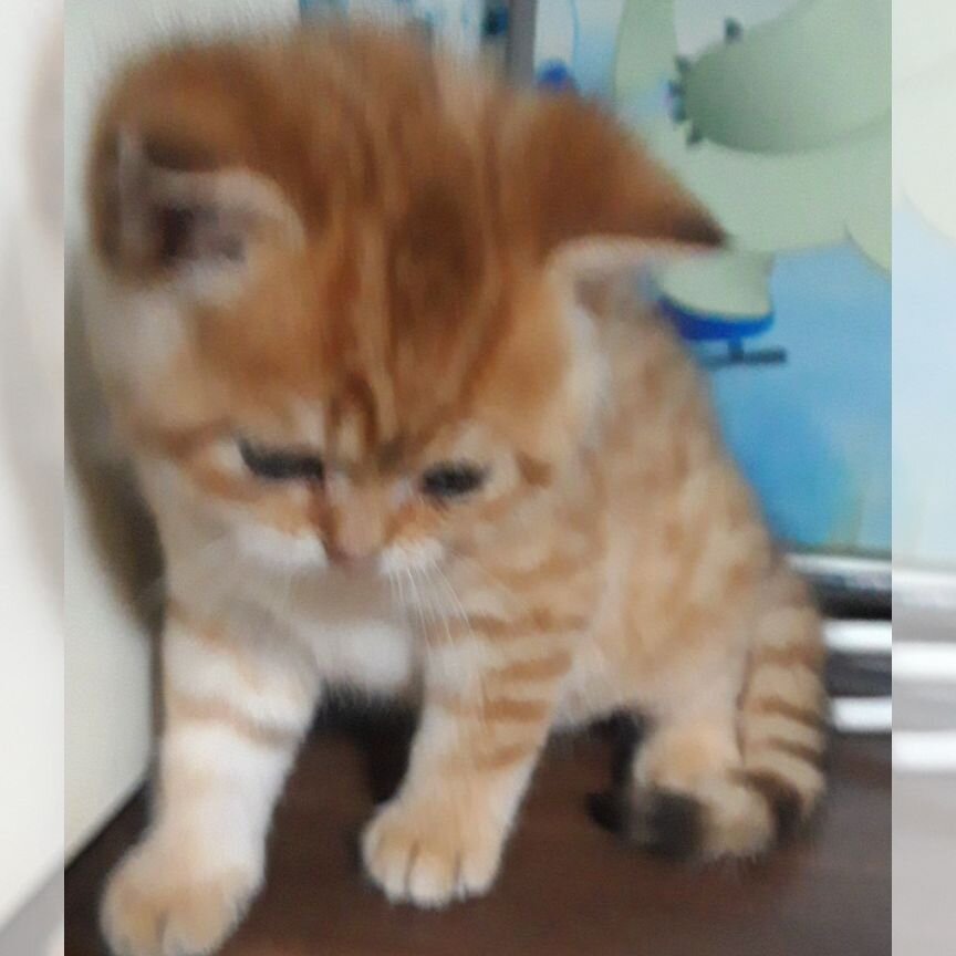 Шотландский золотой котик
