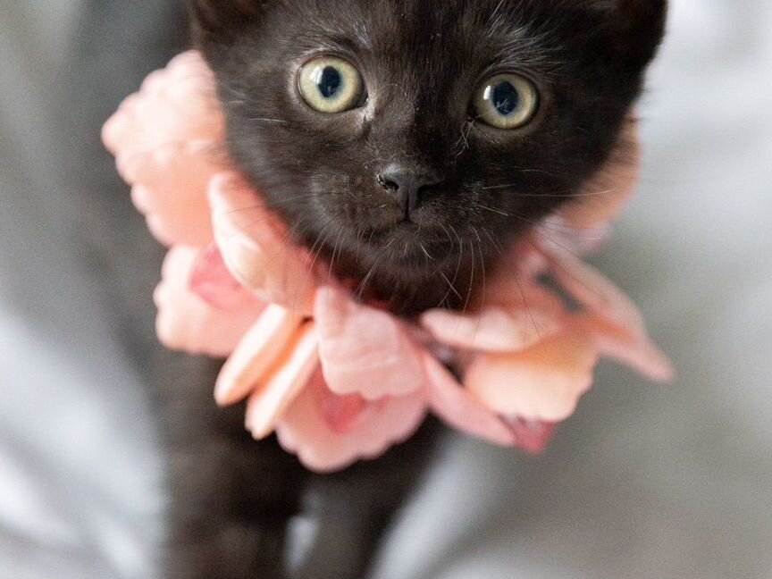 Котёнок девочка 2 месяца