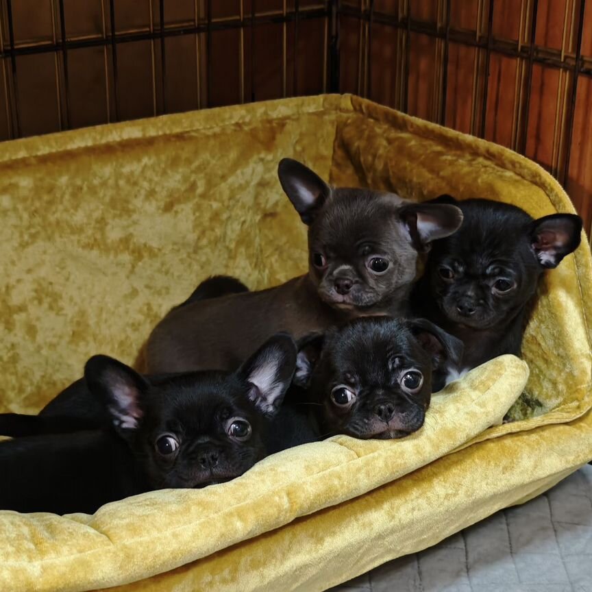 Чихуахуа, щенок