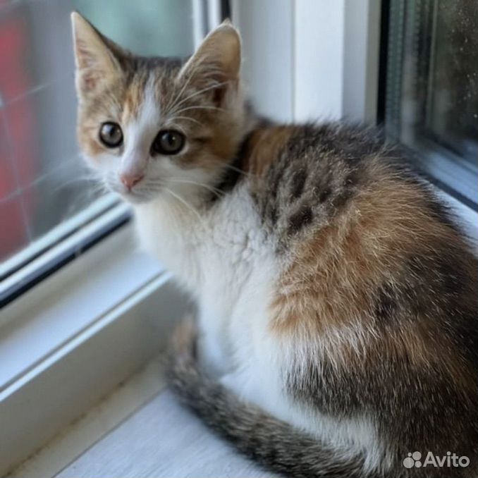 Котенок Сонечка