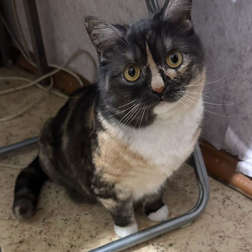 Взрослая, кошка в добрые руки