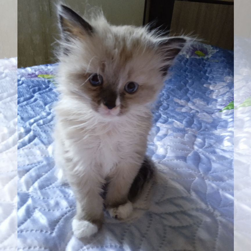Котята