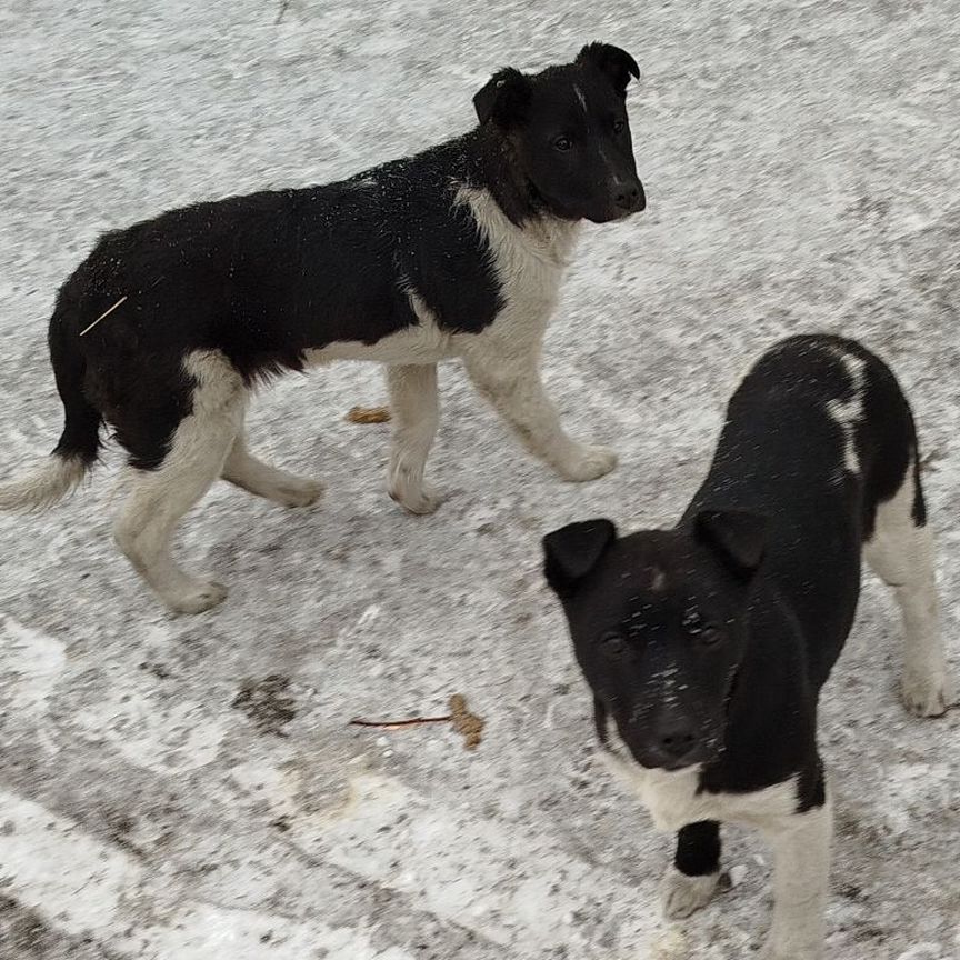 Щенок в добрые руки