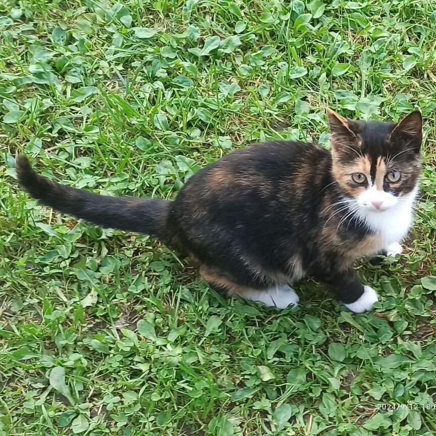 Кошечка 6,5 месяцев