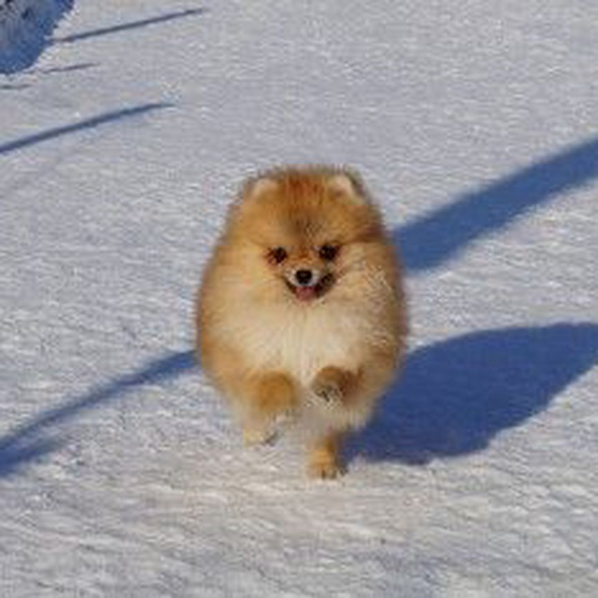 Померанский шпиц, щенок