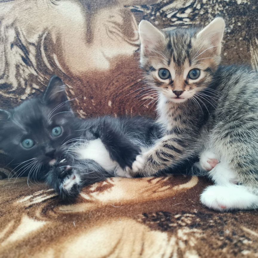 Отдам двух котиков