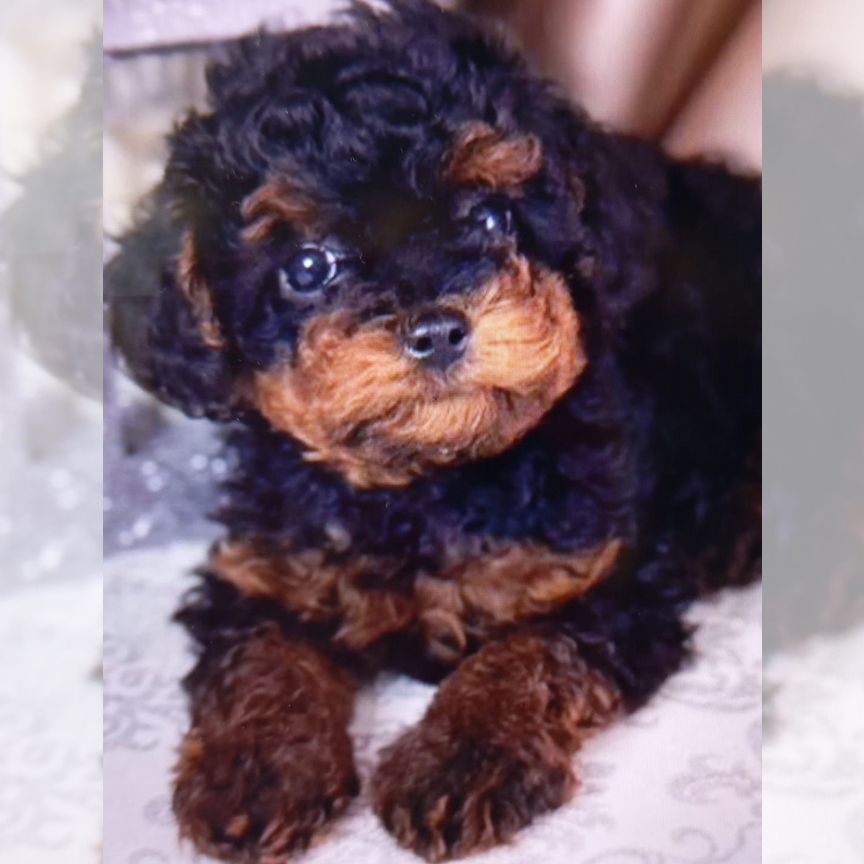 Той-пудель, щенок