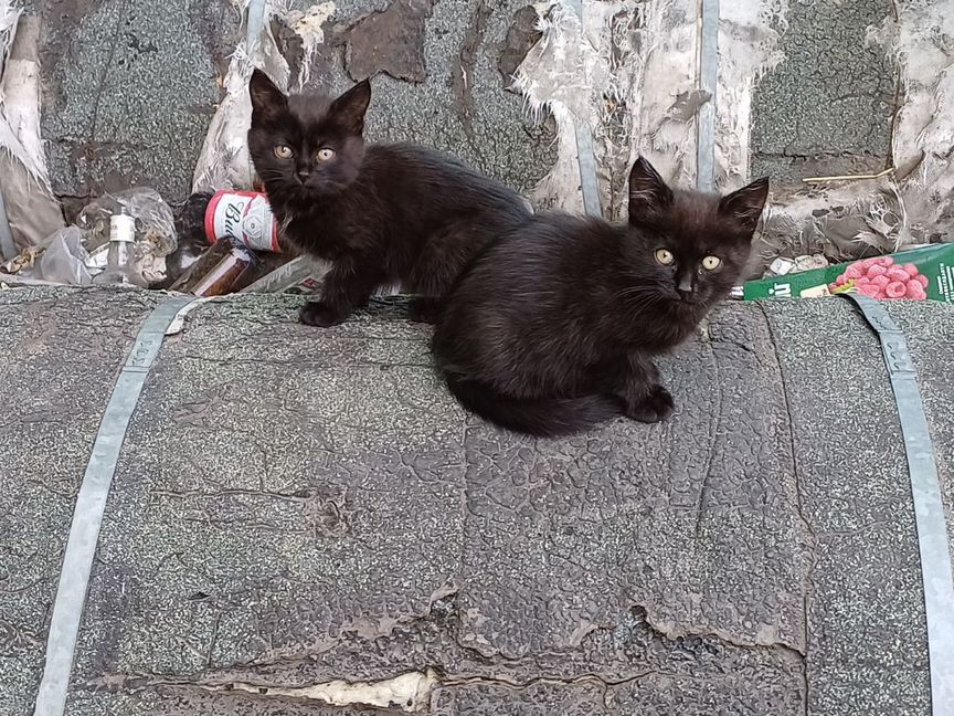 Найдены котята