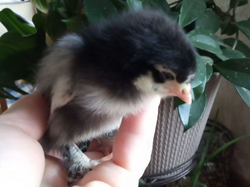 Цыплята кур несушек