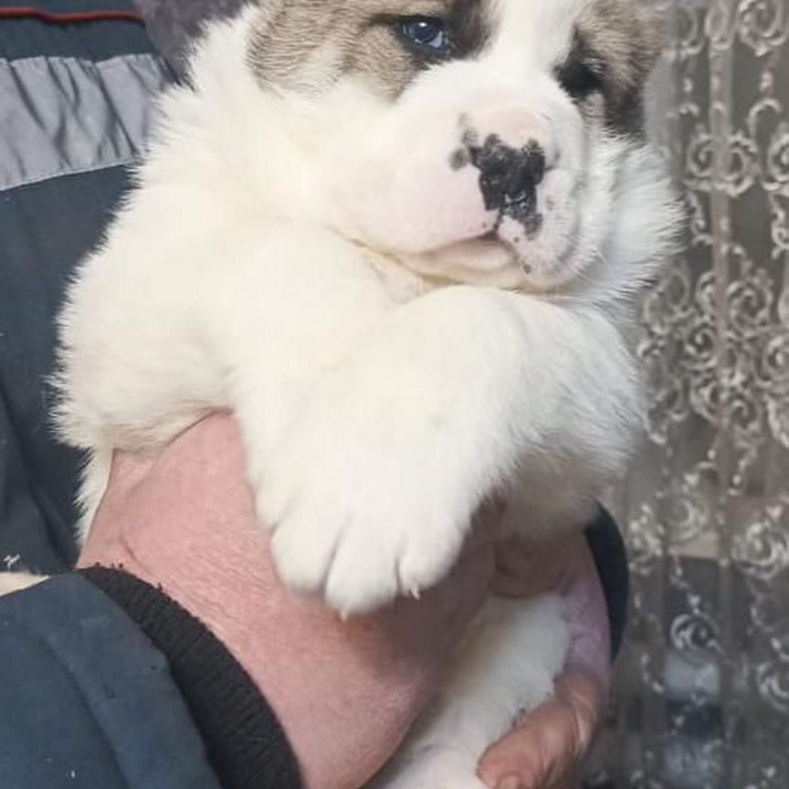 Мальчик сао