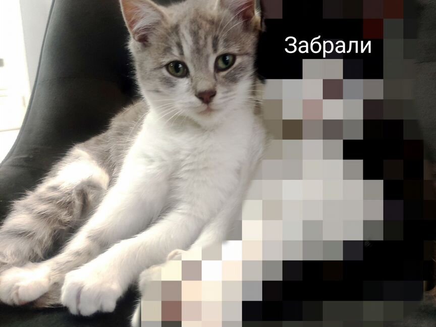 Котята в добрые руки
