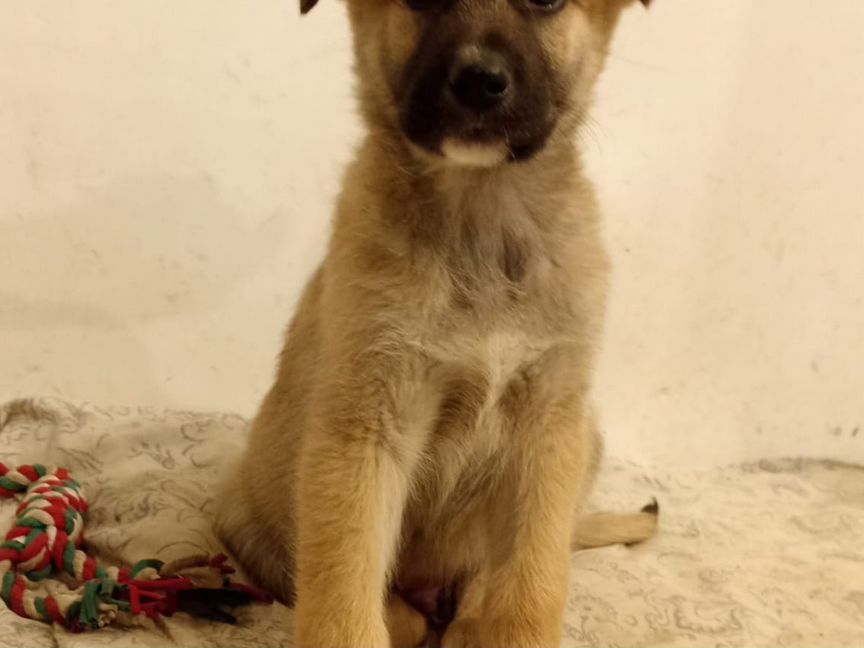 Щенки в добрые руки отдам бесплатно