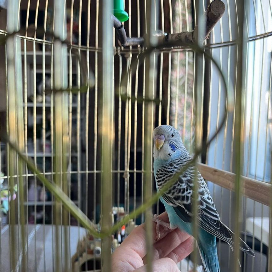 Попугай птенец 1,5 мес ручной