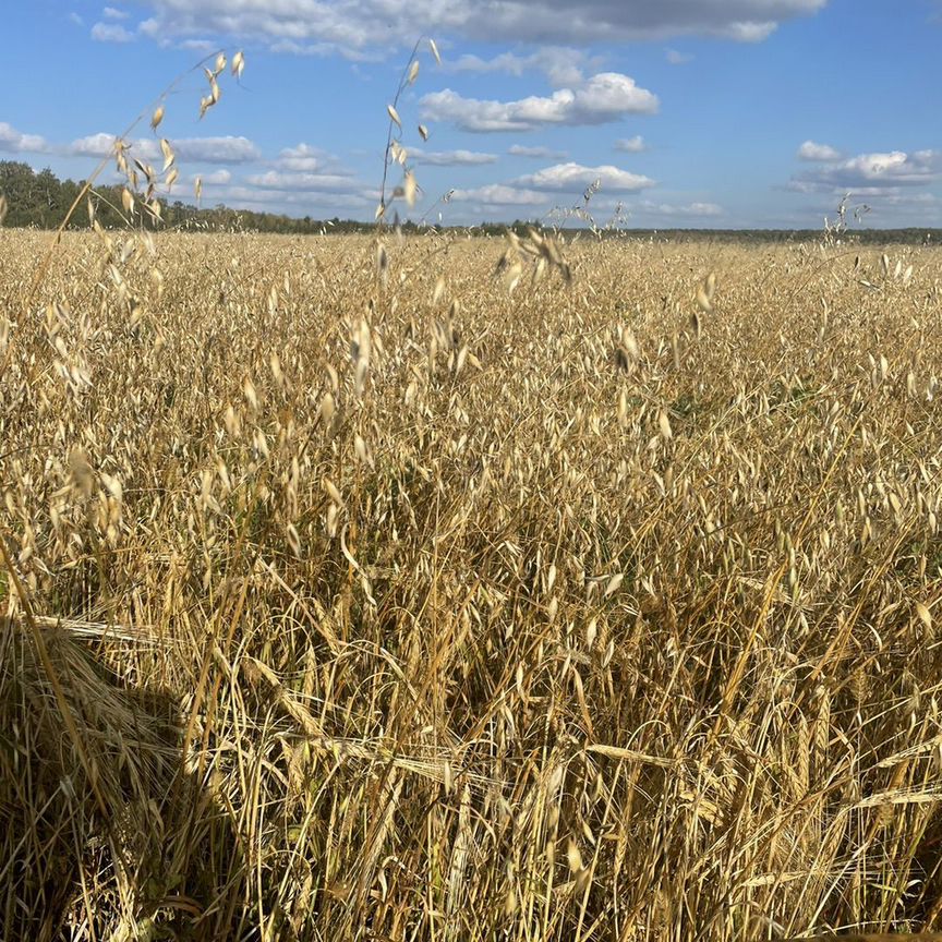 Солома ячменная