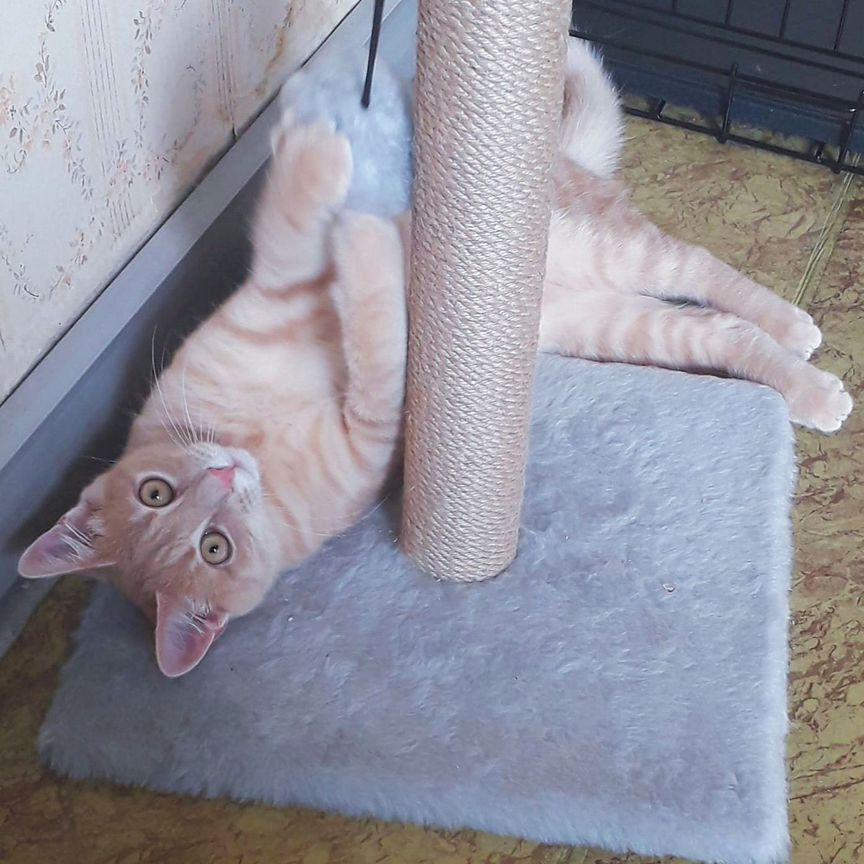 Рыжий котёнок