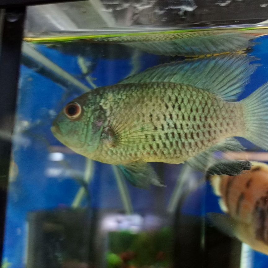 Рыбки нанокара