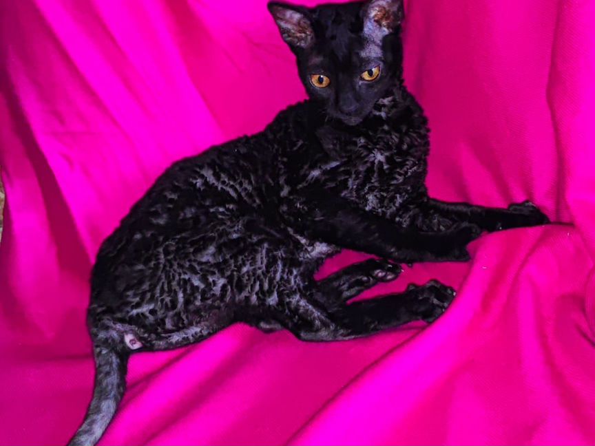 Корниш-рекс