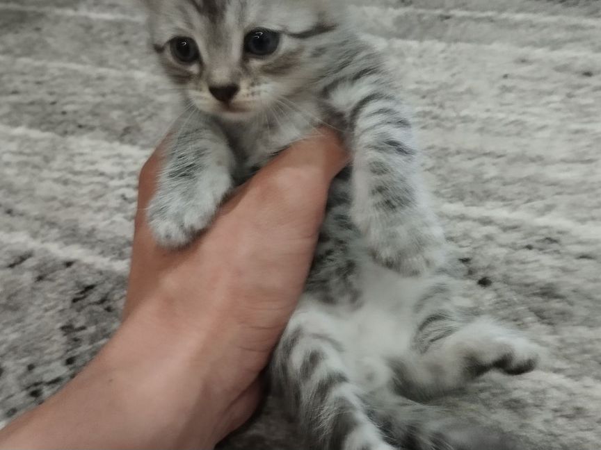 Кошка