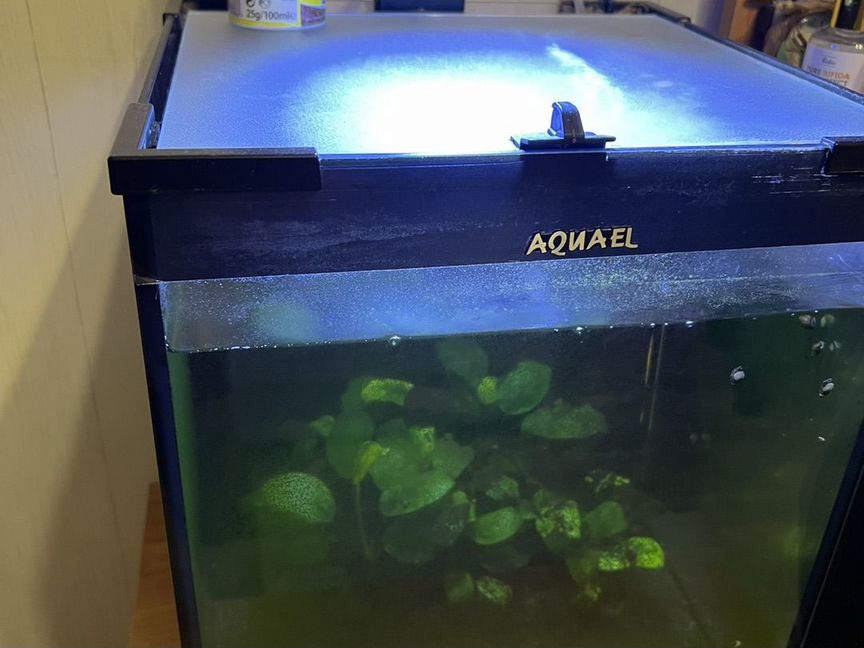 Аквариум Акваэль 30л со всем содержимым