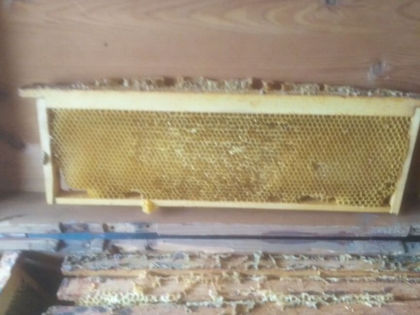 Суш магазинная, 145 рамка