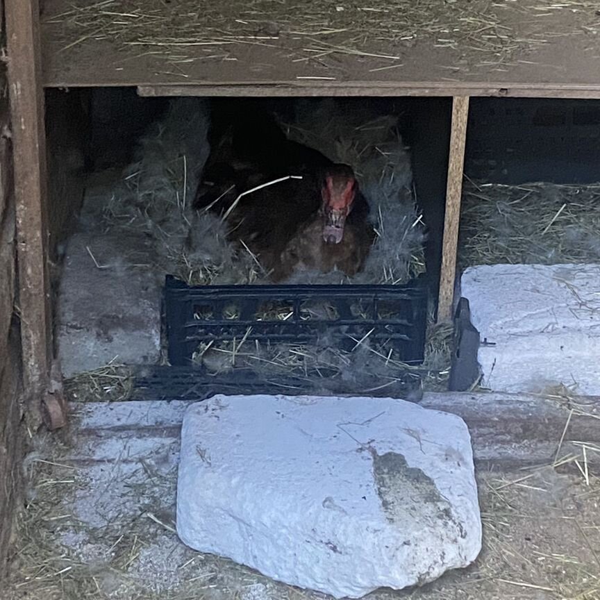 Мускусные утки